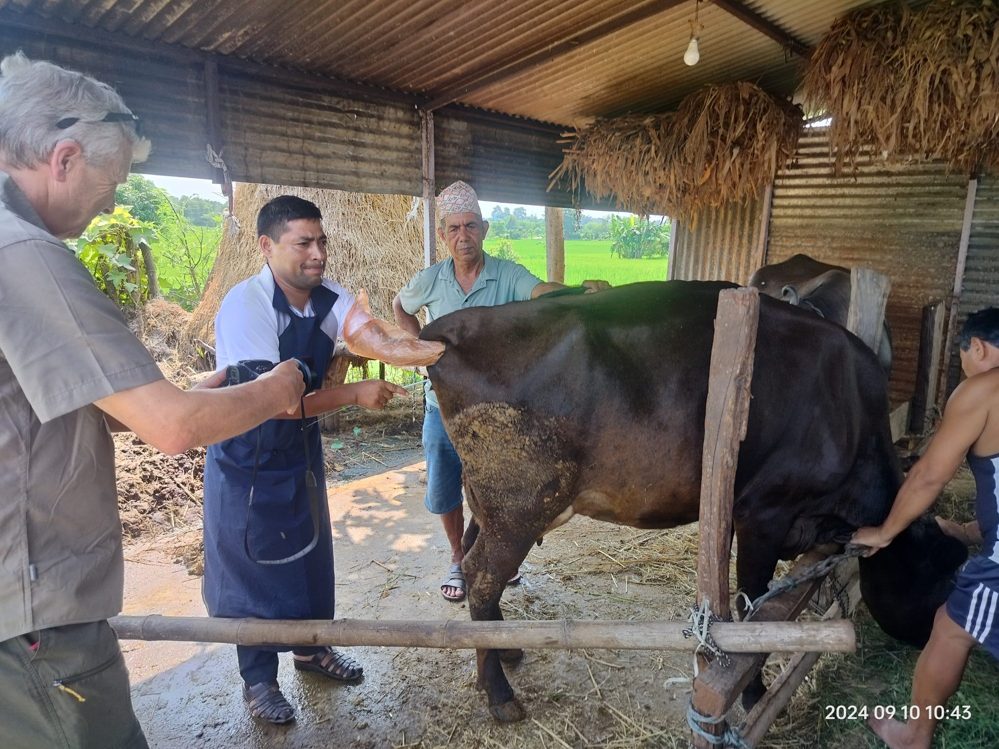 Enhancing Dairy Farming and AI Practices | ADRA Nepal